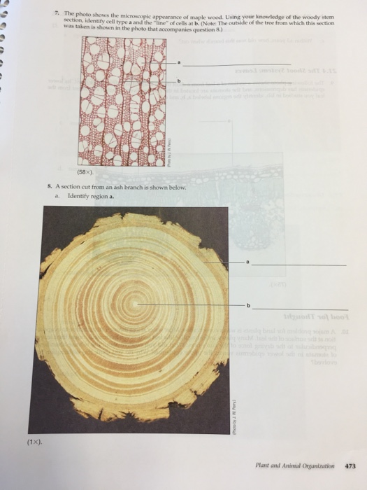 Solved 7. The photo shows section, identify cell type a and | Chegg.com