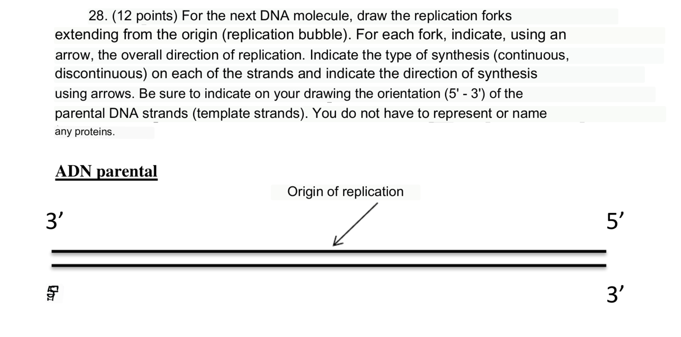 Solved 28. (12 points) For the next DNA molecule, draw the | Chegg.com