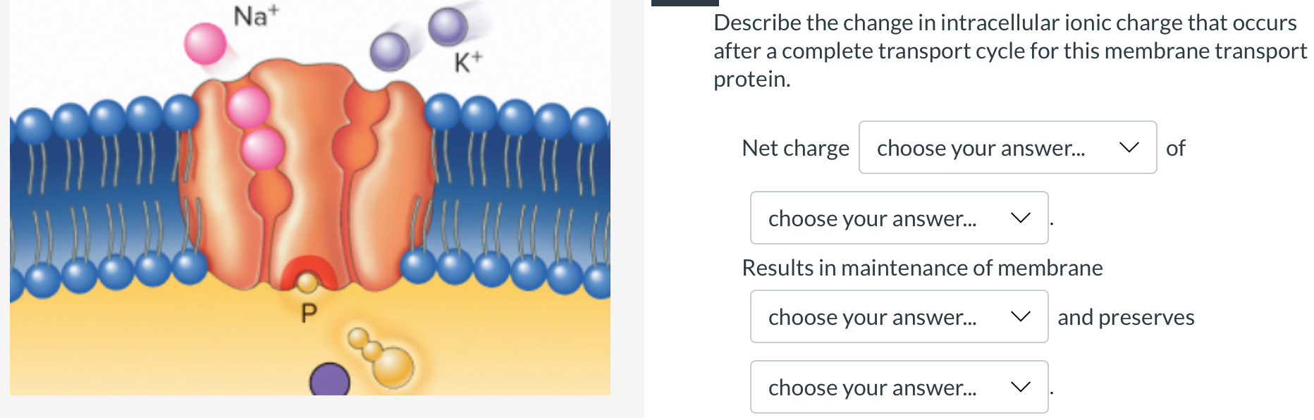 Solved Net charge _____(1) of _____(2). Results in the | Chegg.com