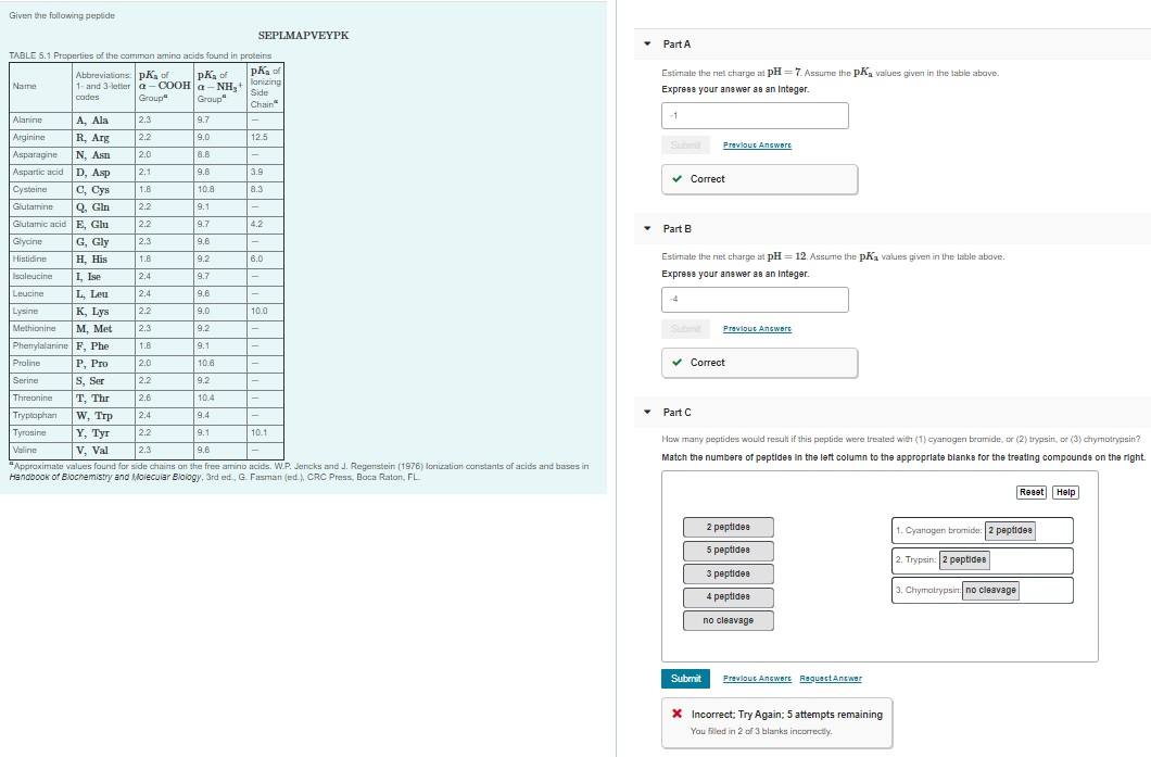 Solved Given the following peptide - Part A Name Estimate | Chegg.com