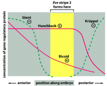 Solved Drosophila Eve Stripe 2 Module: -Bicoid and | Chegg.com