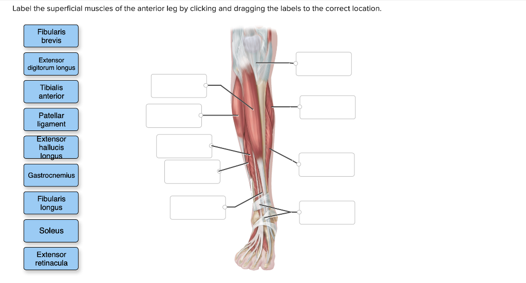 Solved Label the superficial muscles of the anterior leg by | Chegg.com