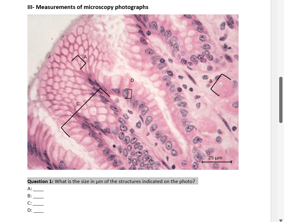 Solved III- Measurements of microscopy photographs А D B ം | Chegg.com