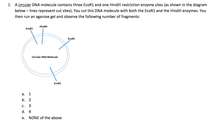 Solved A circular DNA molecule contains three EcoR1 and one | Chegg.com
