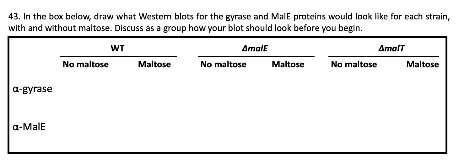 maltose, tor energy. Discuss the tollowing questions | Chegg.com