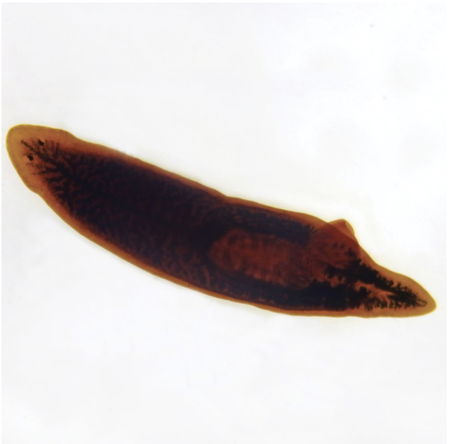 Solved Observe the slide of Dugesia (Planaria). Draw and | Chegg.com