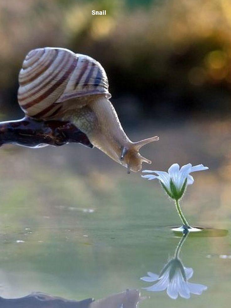 Solved Snail | Chegg.com