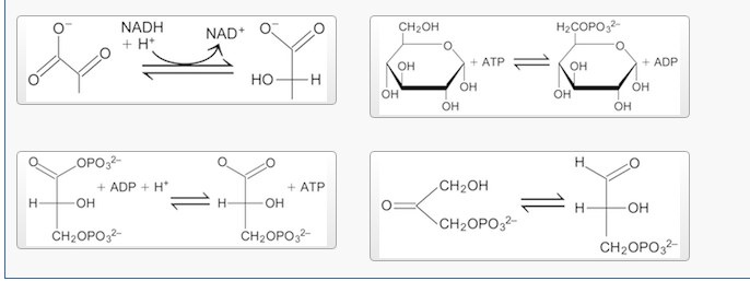 Solved Classify each metabolic reaction as an | Chegg.com