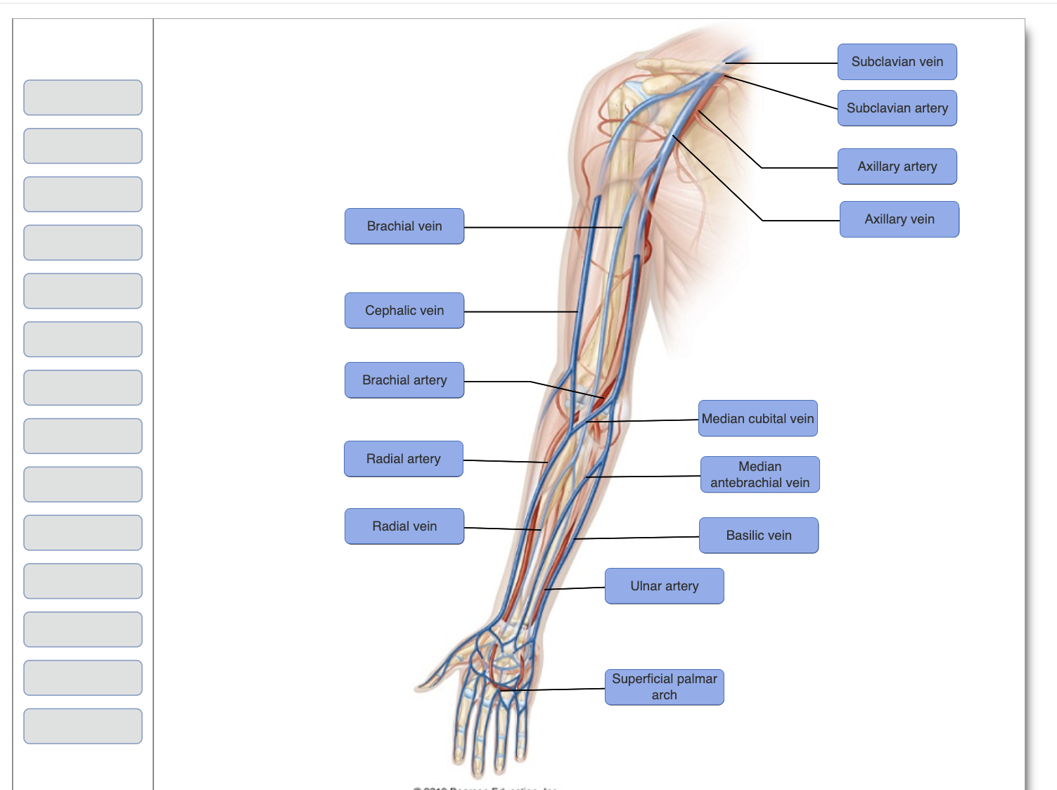 Drag the appropriate labels to their respective | Chegg.com