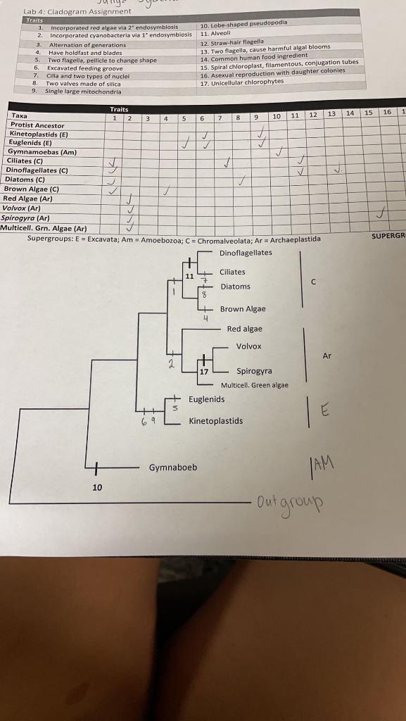 Lab 4: Cladogram Assignment | Chegg.com Lab 4: Cladogram Assignment | Chegg.com