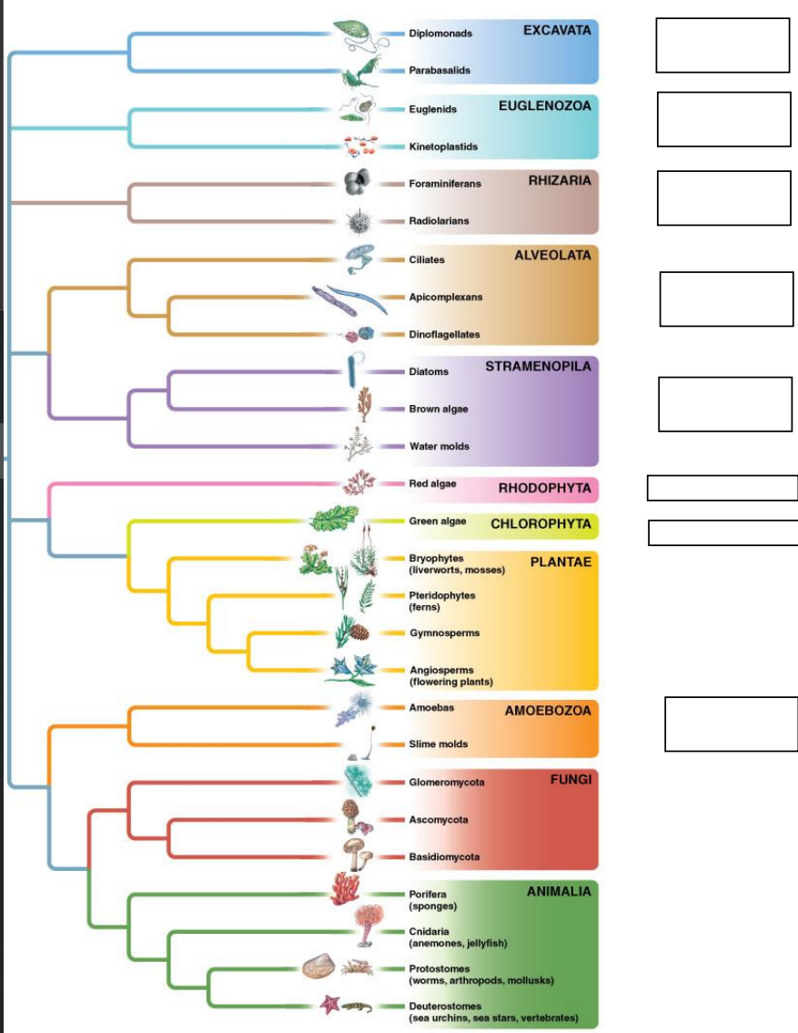 Solved Using this phylognentic tree map each numbered | Chegg.com