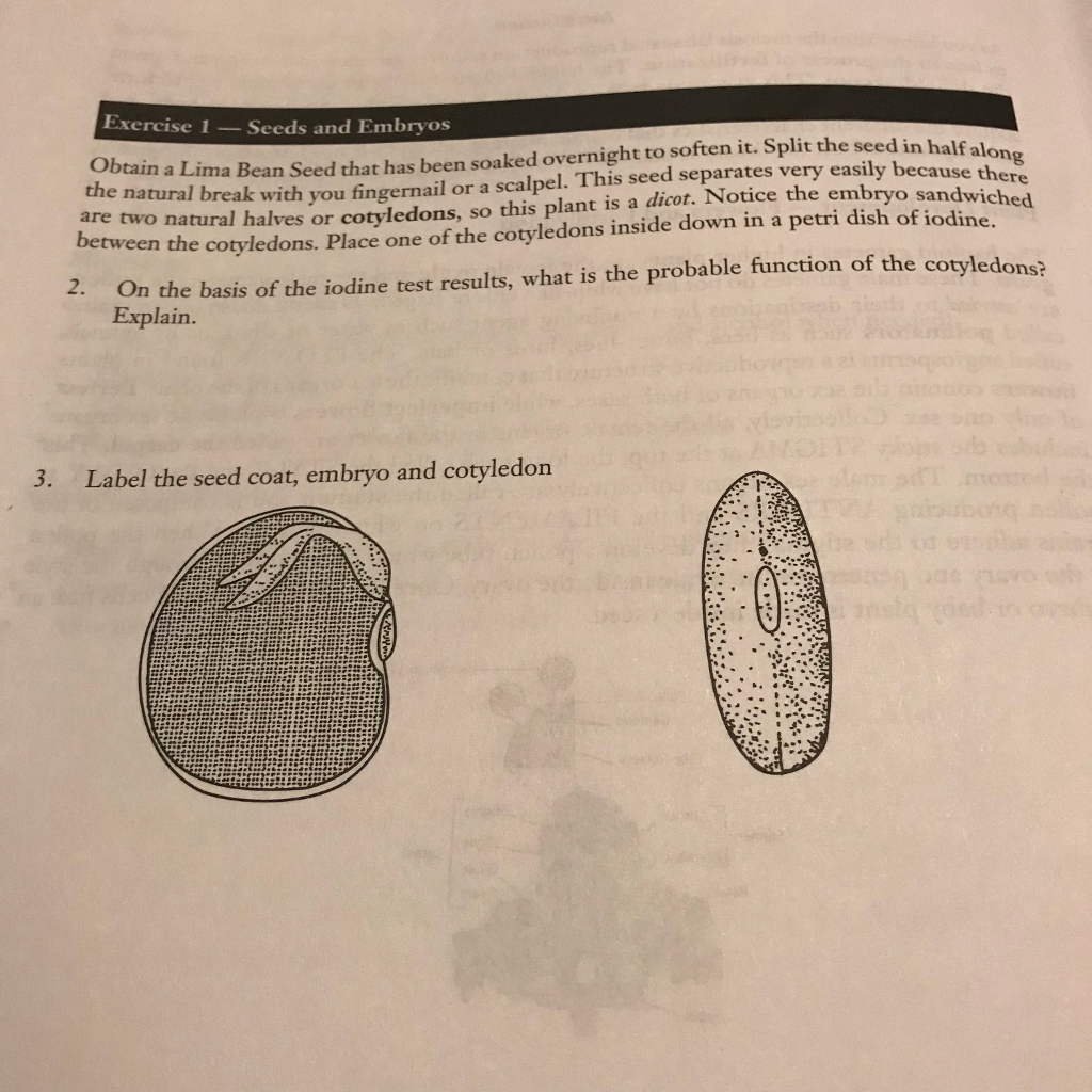 Solved Exercise 1-Seeds and Embryos tain a Lima Bean Seed | Chegg.com