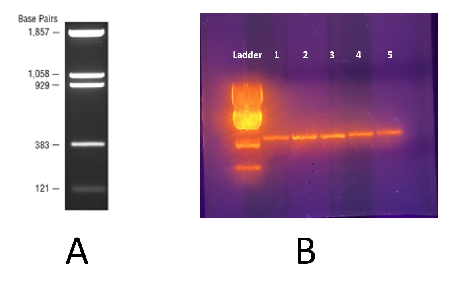 Solved For picture B, label the the molecular weight ladder | Chegg.com