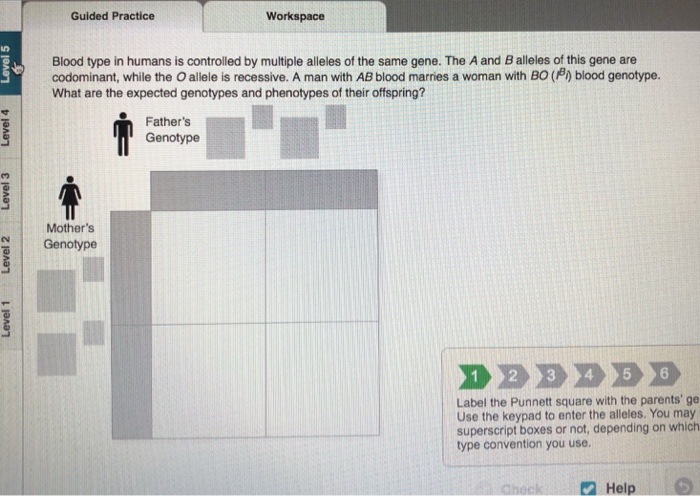 Use the interactive Punnett Squares. Level 5 to | Chegg.com
