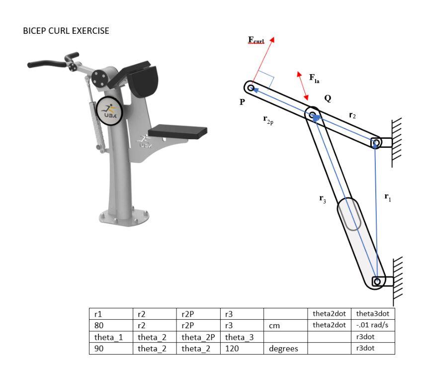 Solved BICEP CURL EXERCISE Ecurl F P Q UBK r2 128 EX ri cm | Chegg.com