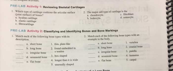 Solved U Luvities. PRE-LAB Activity 1: Reviewing Skeletal | Chegg.com