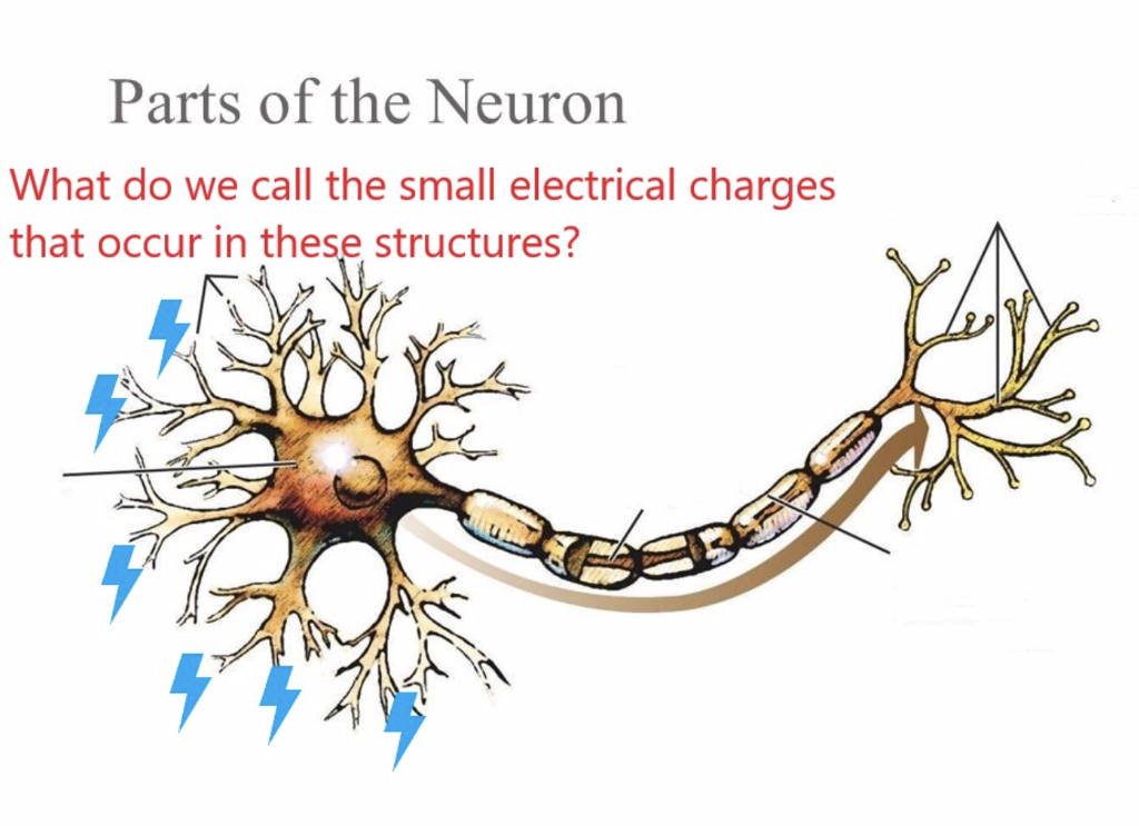 Solved Parts of the Neuron What do we call the small | Chegg.com