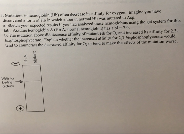 Solved 5. Mutations in hemoglobin (Hb) often decrease its | Chegg.com