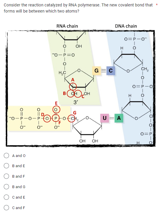Solved Consider the reaction catalyzed by RNA polymerase. | Chegg.com
