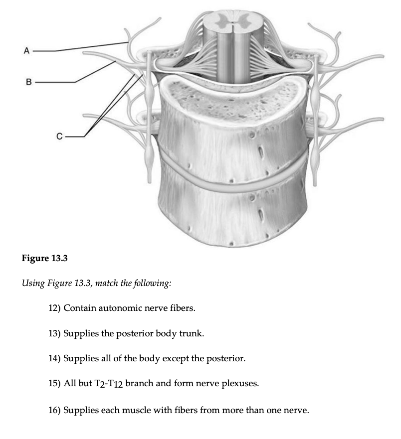 Solved A B C Figure 13.3 Using Figure 13.3, match the | Chegg.com