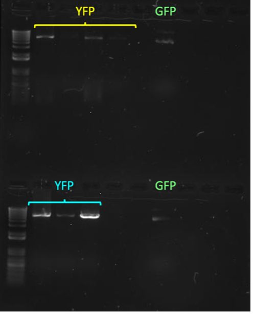 Solved How do i interpret this gel? (The bottom YFP is | Chegg.com