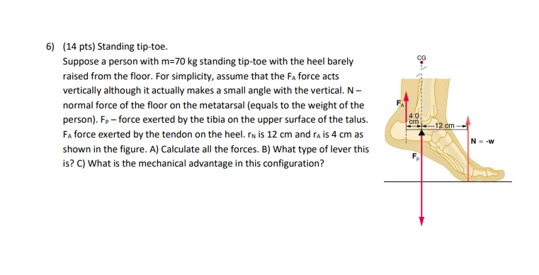 Solved C 6) (14 pts) Standing tip-toe. Suppose a person with | Chegg.com