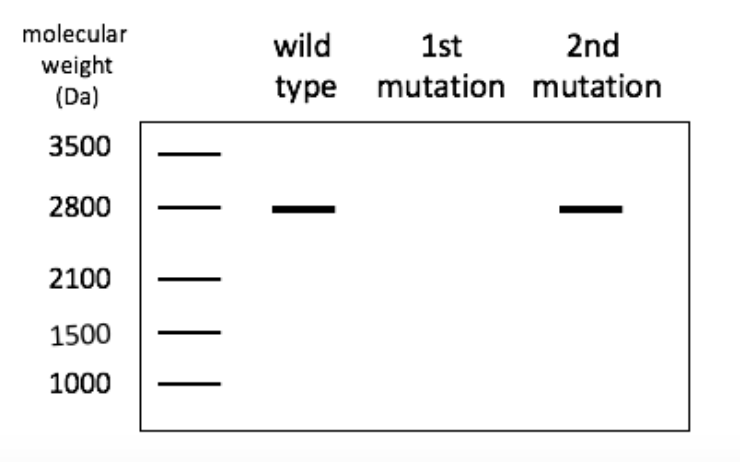 Solved The entire sequence of a short protein is described | Chegg.com