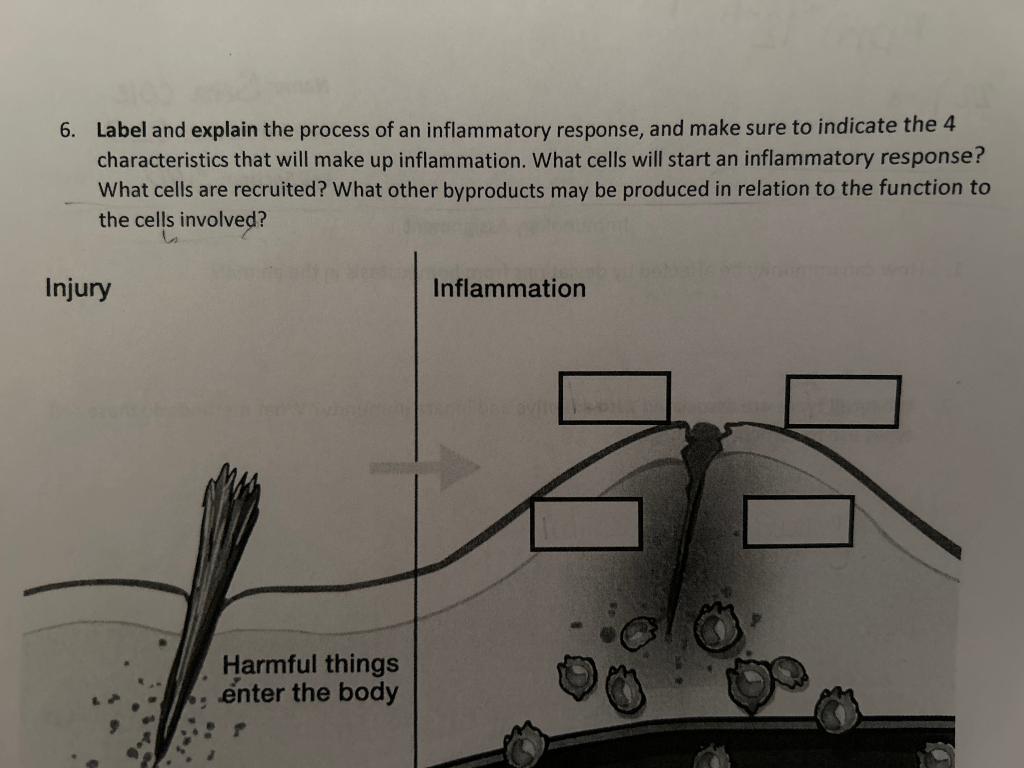 Solved 6. Label and explain the process of an inflammatory | Chegg.com
