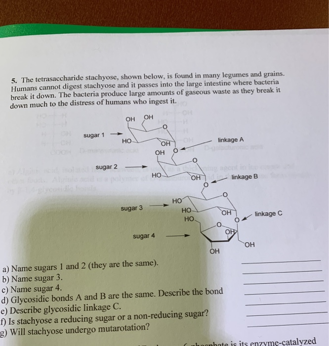 Solved 5·The tetrasaccharide stachyose, shown below, is | Chegg.com
