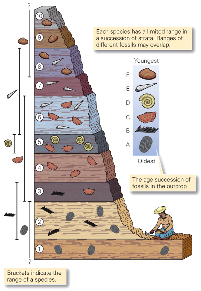 Sedimentary Layers With Fossils