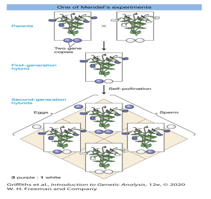 Solved which of these correctly labels the image depicting | Chegg.com