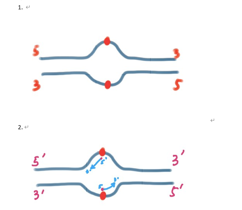 Solved The step-by-step sequential events of DNA synthesis | Chegg.com