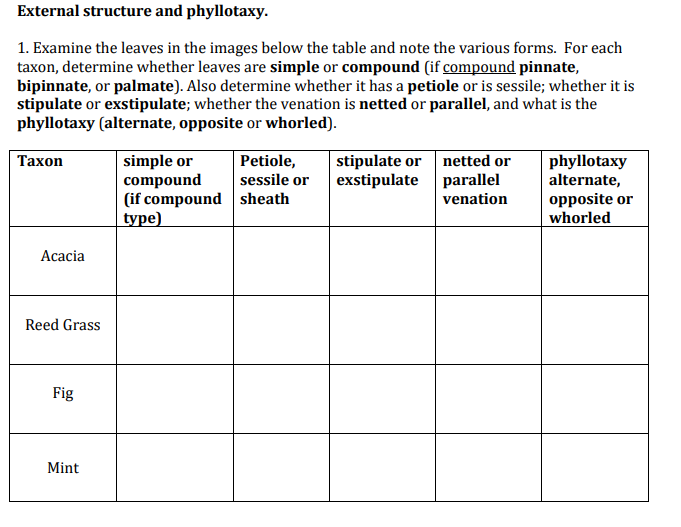 Solved External structure and phyllotaxy. 1. Examine the | Chegg.com