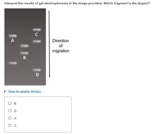 Solved Interpret the results of gel electrophoresis in the | Chegg.com
