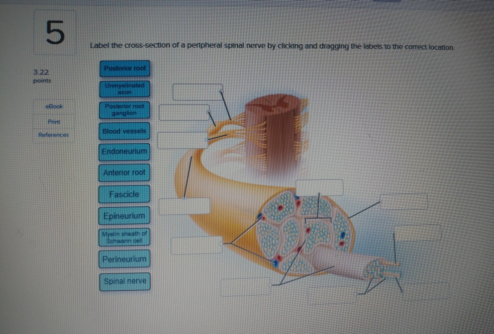Solved Label the cross section of a peripheral spinal nerve | Chegg.com