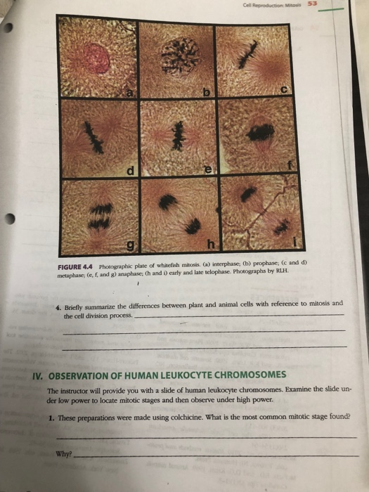 Solved IL. MITOSIS IN LONGITUDINAL SECTIONS OF ONION ROOT | Chegg.com