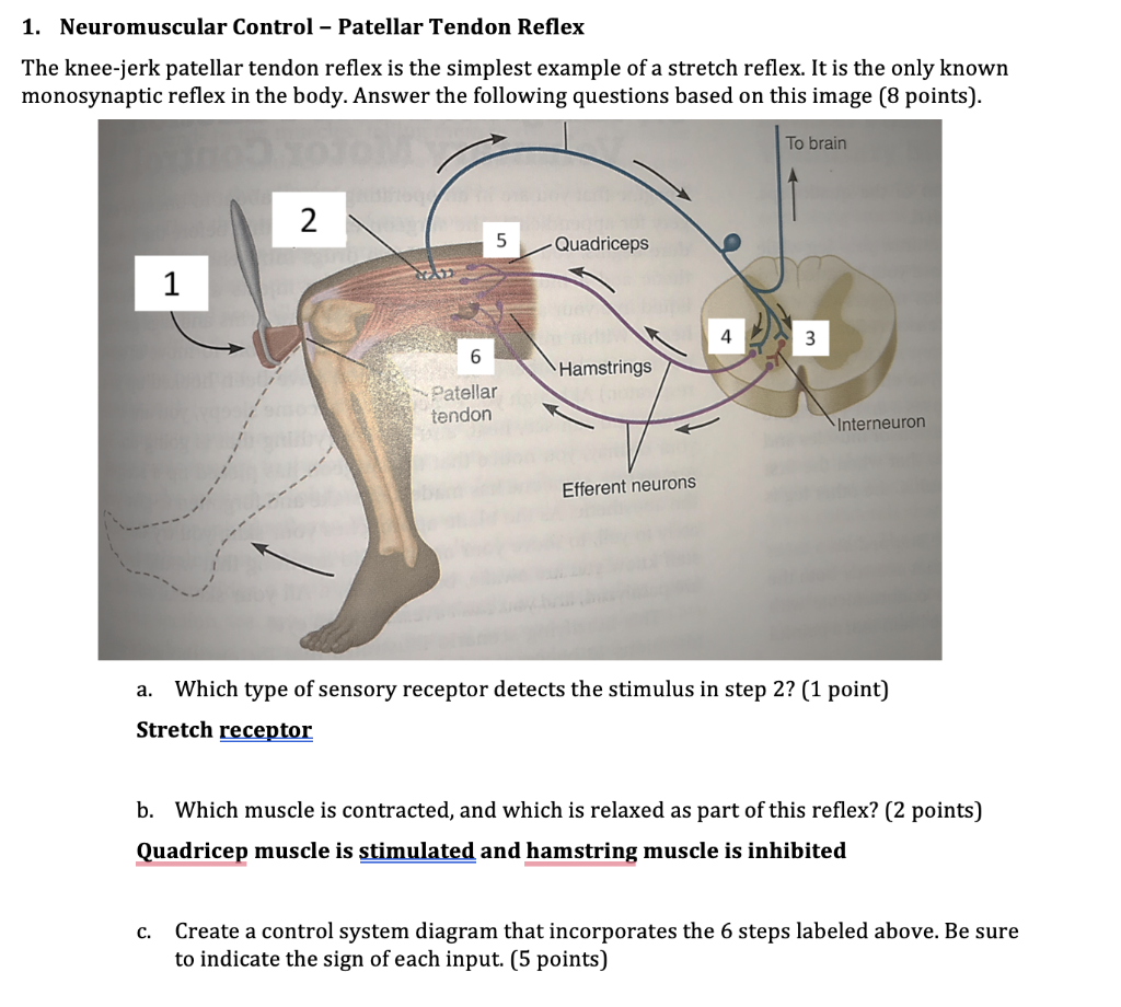 1. Neuromuscular Control - Patellar Tendon Reflex The | Chegg.com