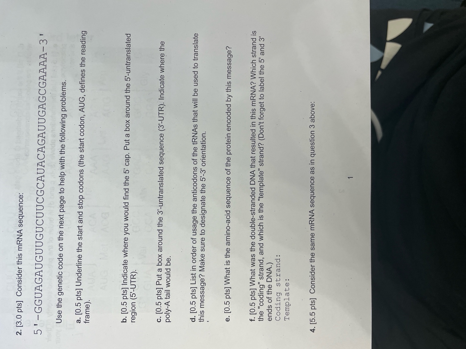 Solved 2. [3.0 pts] Consider this mRNA sequence: 5 ' | Chegg.com