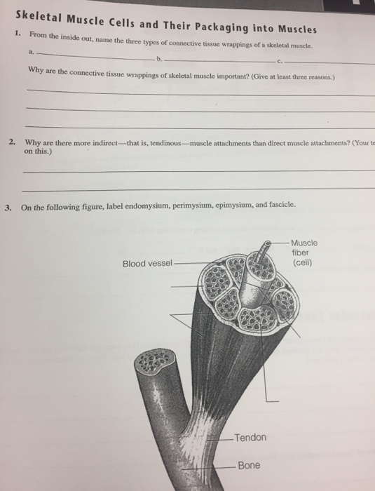 Solved Skeletal Muscle Cells and Their Packaging into | Chegg.com