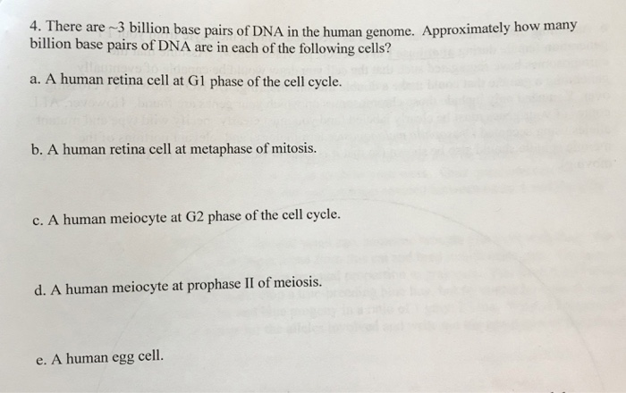Solved 4. There are 3 billion base pairs of DNA in the human | Chegg.com