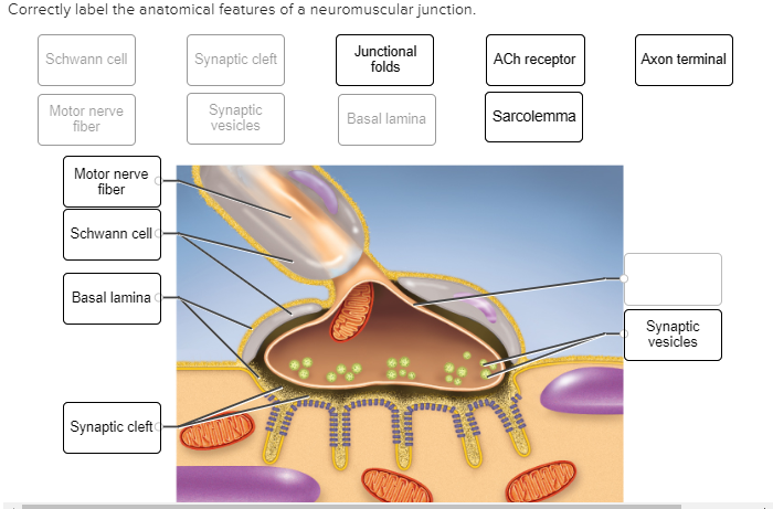 Neuromuscular Junction Labeled Model