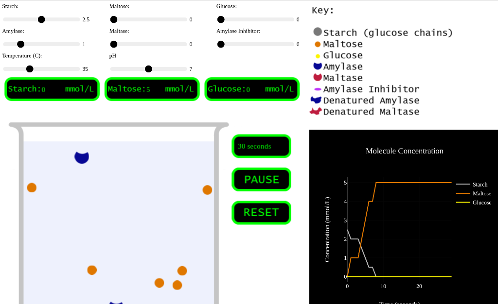 Key: Starch (g7ucose chains) Maltose Glucose Amylase | Chegg.com