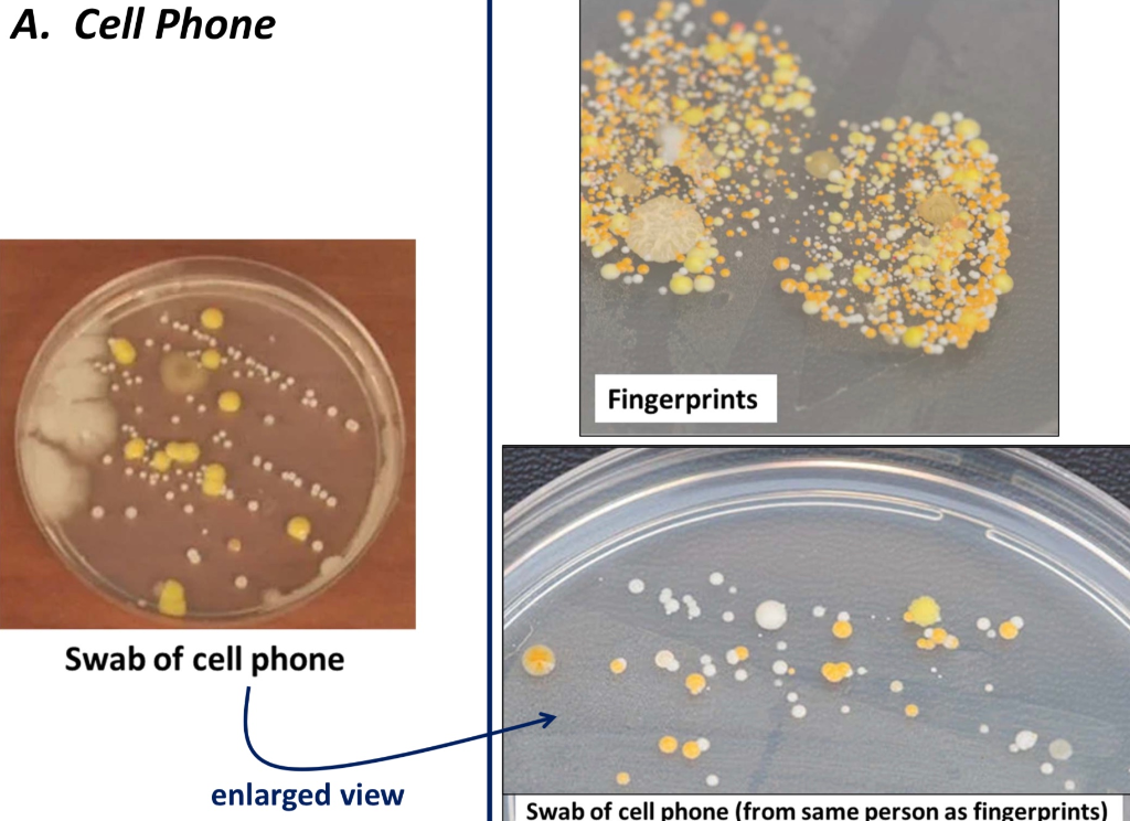 Solved Microbio Cell phone: compare the results of | Chegg.com