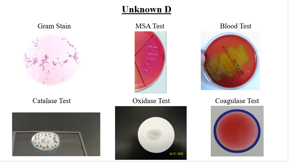 Solved Unknown D Gram Stain MSA Test Blood Test N. Catalase | Chegg.com