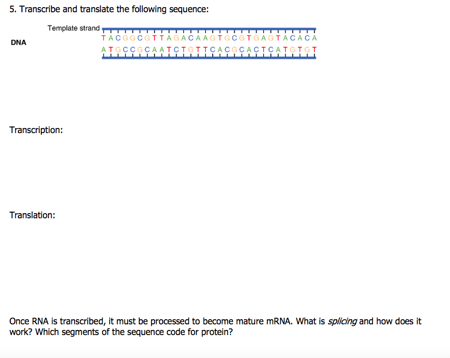 5. Transcribe and translate the following sequence: | Chegg.com