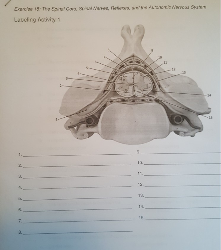 Solved Exercise 15: The Spinal Cord, Spinal Nerves, | Chegg.com