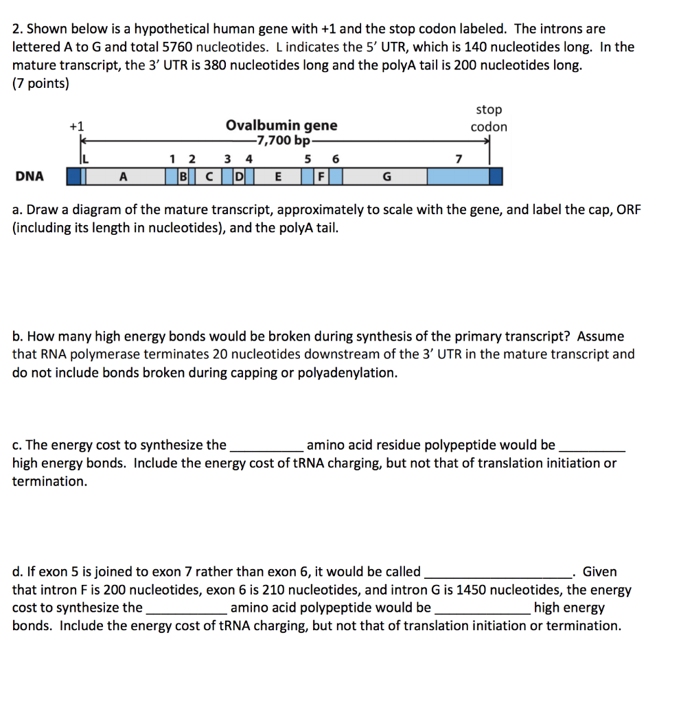 Solved 2. Shown below is a hypothetical human gene with +1 | Chegg.com