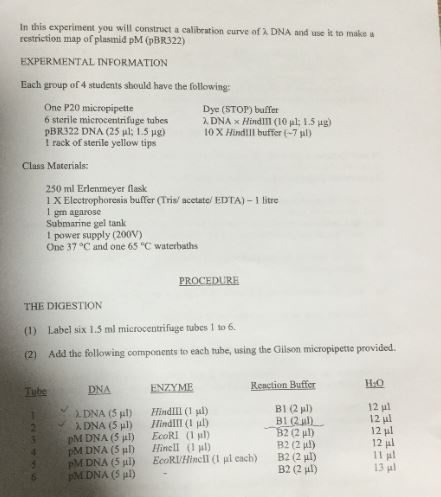 Solved Compare the two lambda DNA digest, what are he | Chegg.com