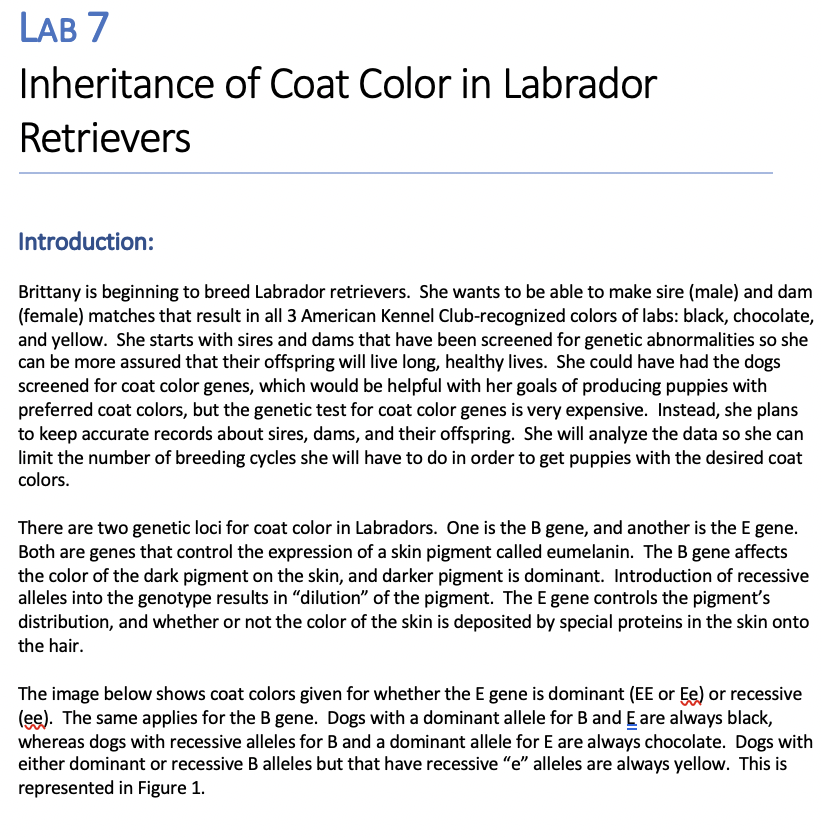 Solved LAB 7 Inheritance of Coat Color in Labrador | Chegg.com
