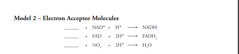 Solved Model 2 - Electron Acceptor Molecules + NAD+ + H+ | Chegg.com